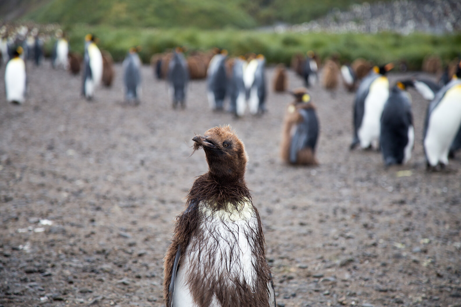 Teenage Penguins Are The Most Awkward Thing You'll See All Day - The Dodo