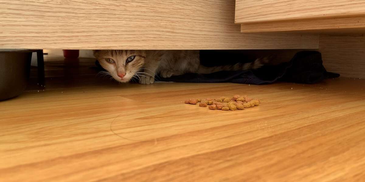 Nervous Kitten Loves Her New Mom So Much - Videos - The Dodo