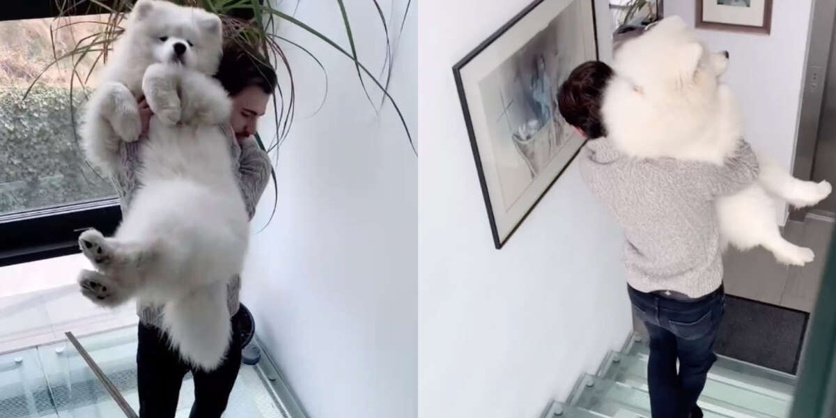 Dog Refuses To Walk Down Invisible Stairs - The Dodo