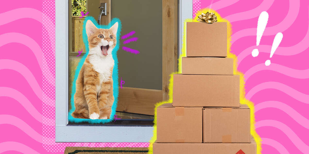 The 5 Most Fun Cat Subscription Boxes - DodoWell - The Dodo