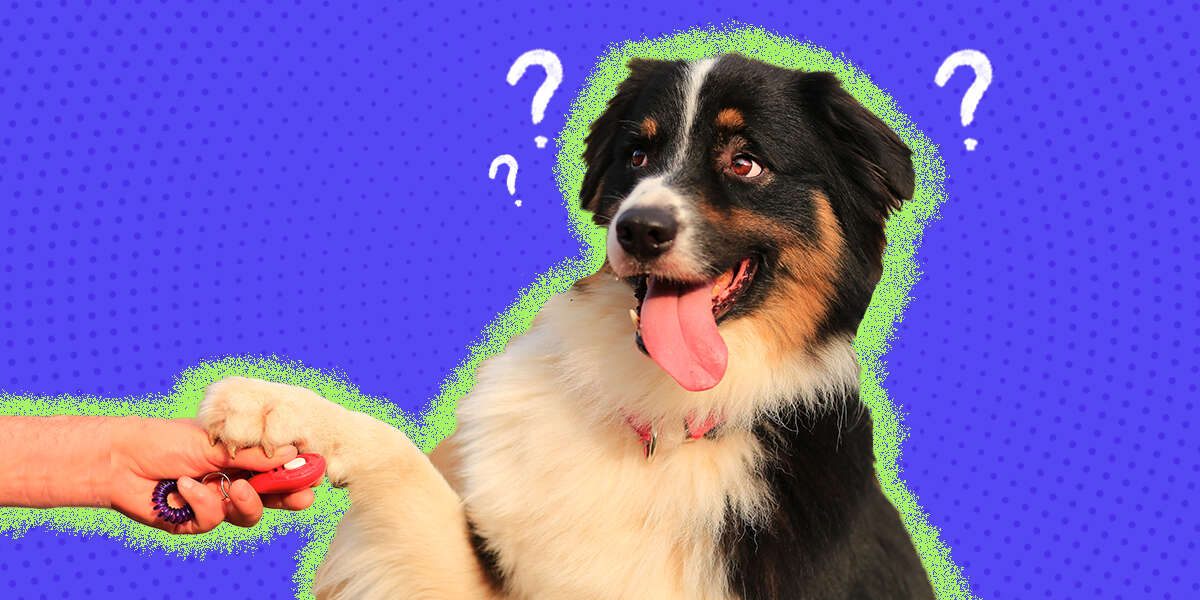 What Is Professional Dog Training? - DodoWell - The Dodo