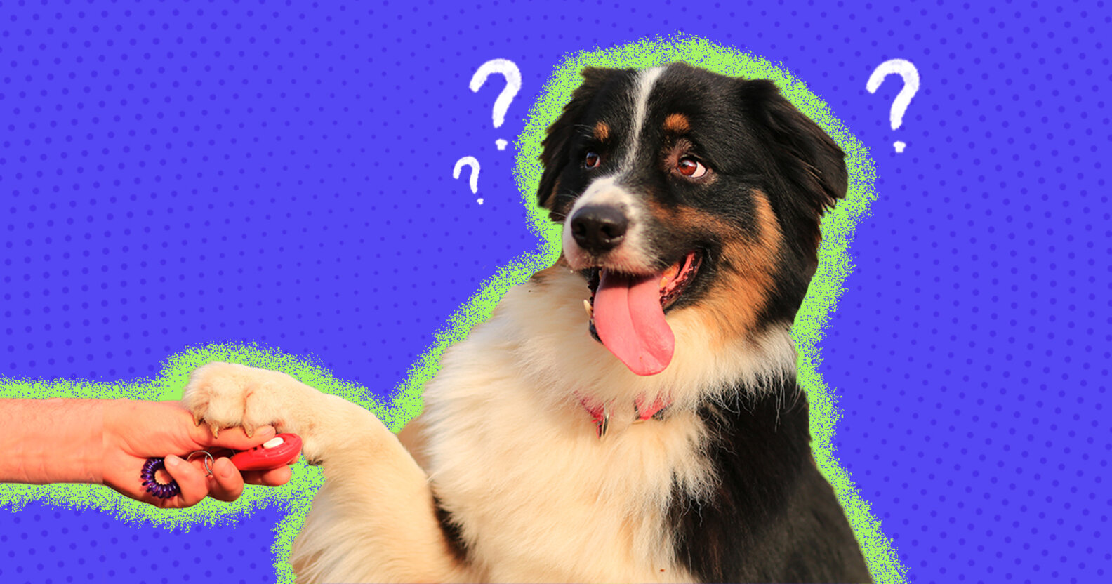 What Is Professional Dog Training? - DodoWell - The Dodo