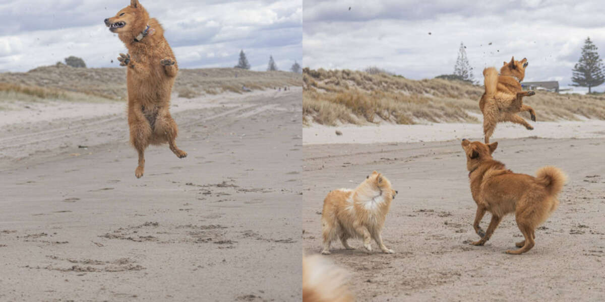Dog At Beach Can't Stop Jumping For Joy - The Dodo