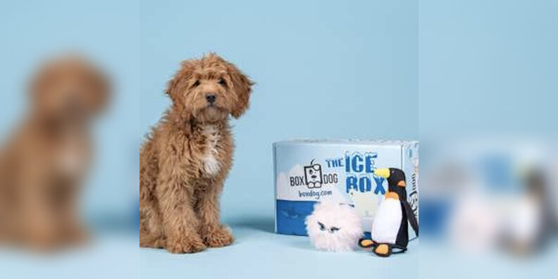 The 9 Most Fun Dog Subscription Boxes - DodoWell - The Dodo
