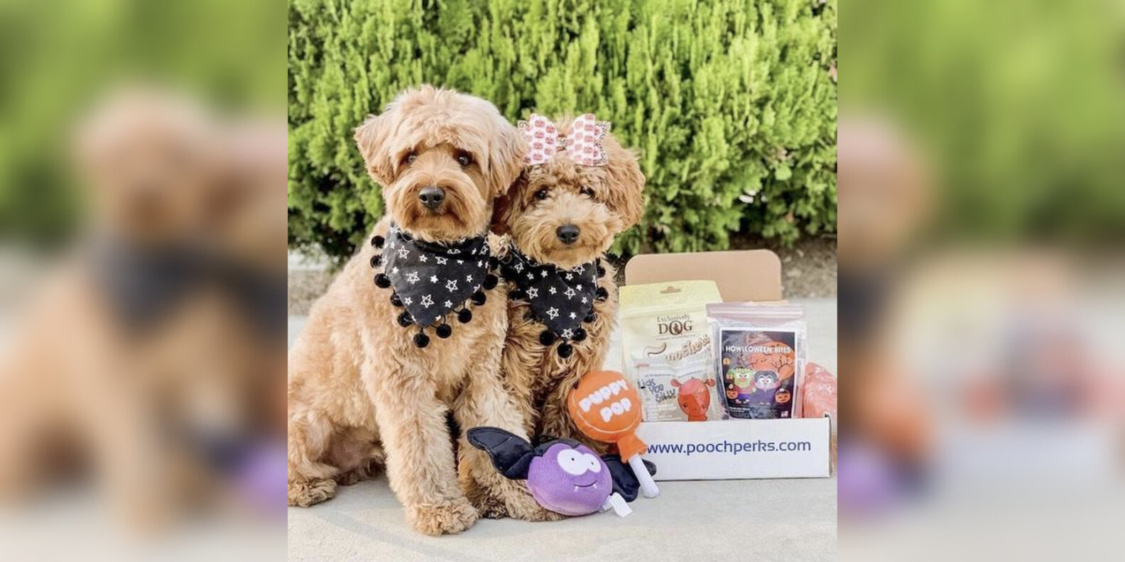 The 9 Most Fun Dog Subscription Boxes - DodoWell - The Dodo