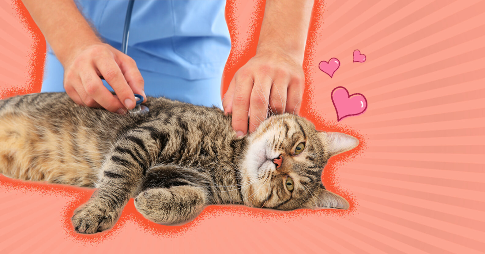 What Is A Fear Free Vet? - DodoWell - The Dodo