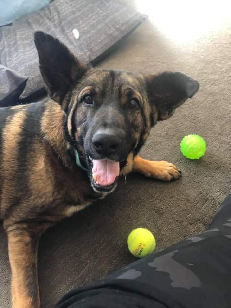 Dog Who Looked Like He'd Turned To Stone Is Gorgeous Now - The Dodo