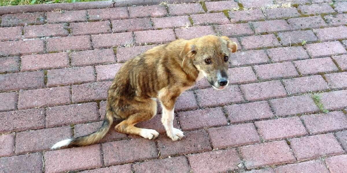 Stray Puppy Knew Exactly Who Could Save His Life - Videos - The Dodo