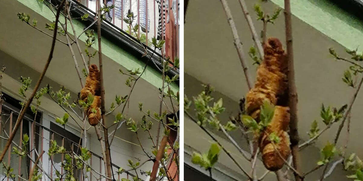 Rescuers Receive Frantic Call To Help Mystery Animal Trapped In A Tree ...