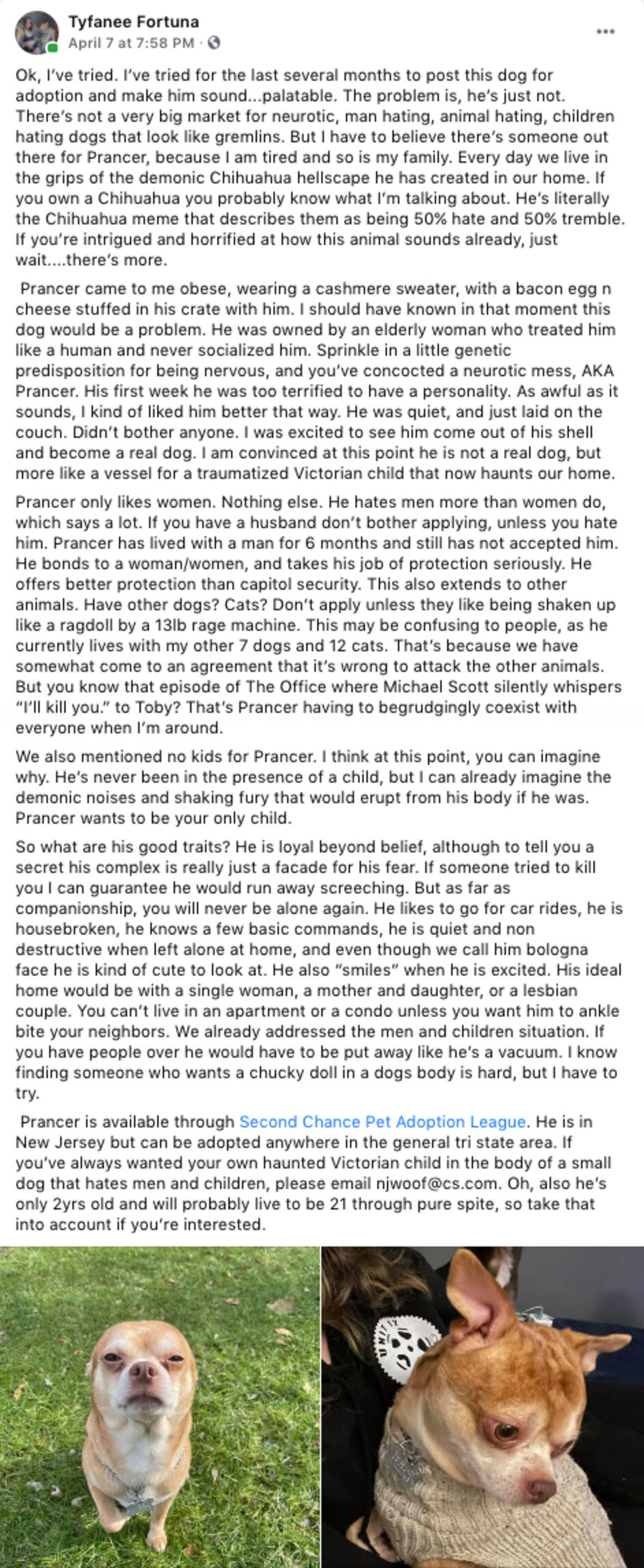 Foster Mom Posts Hilarious Adoption Ad For 'Demonic Chihuahua' - The Dodo