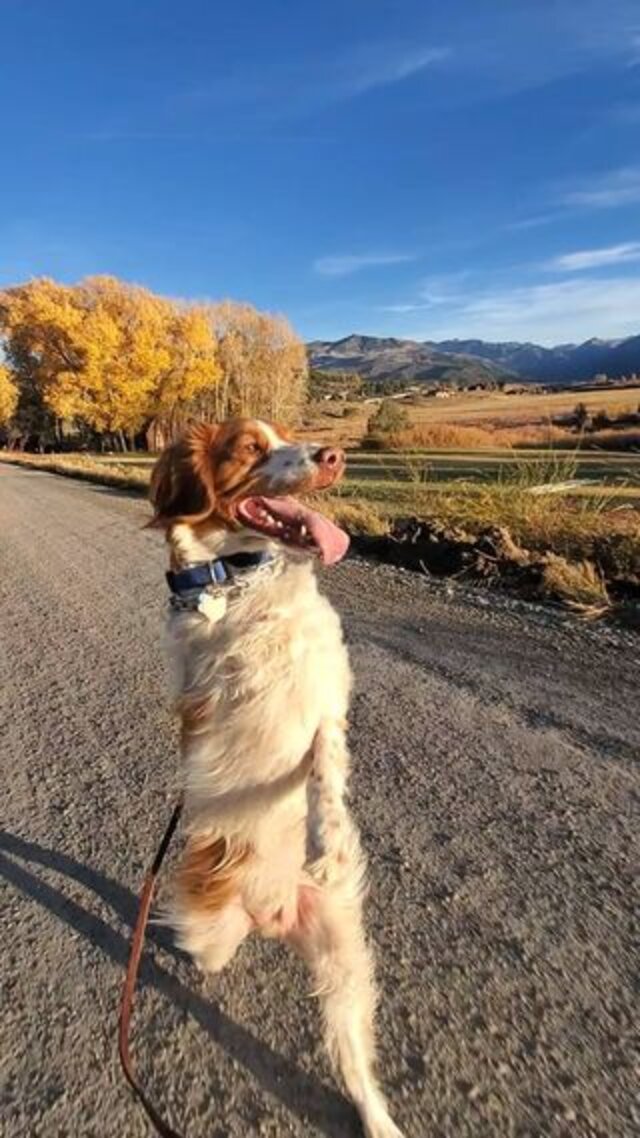 Dog Learns To Walk Like A Human - The Dodo