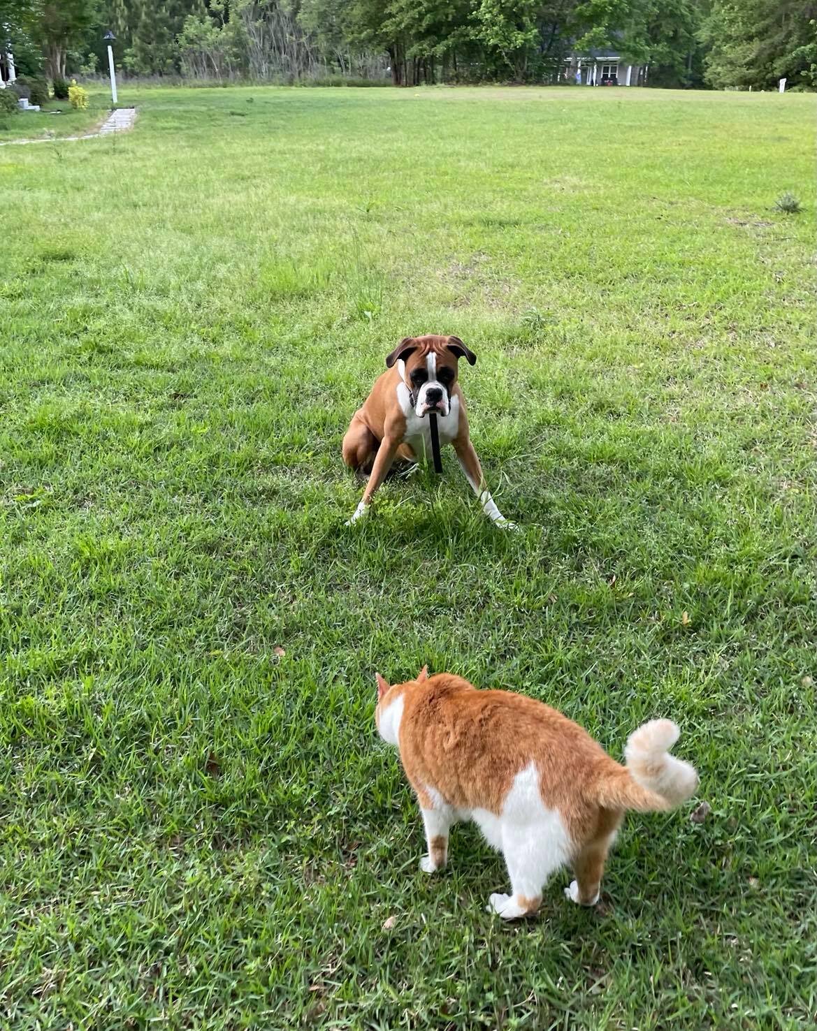 Cat Won't Stop Taunting Dog From Other Side Of Invisible Fence - The Dodo
