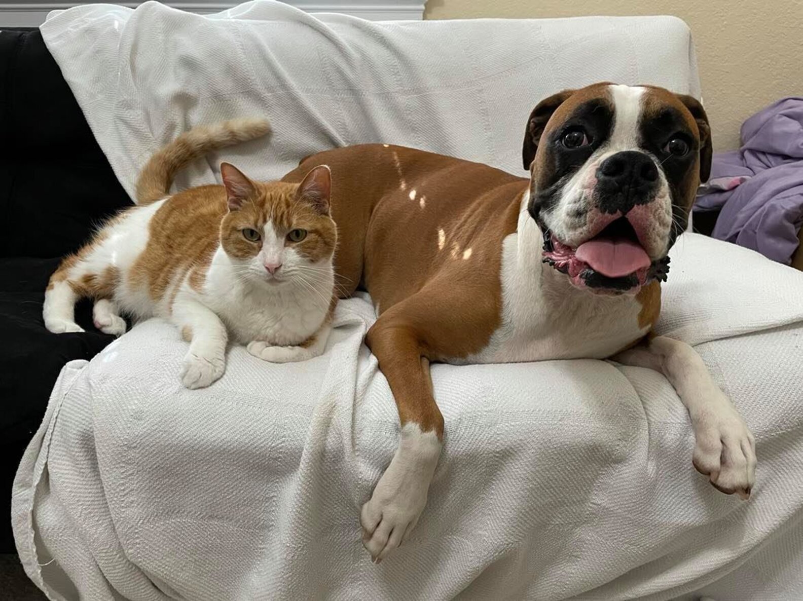 Cat Won't Stop Taunting Dog From Other Side Of Invisible Fence - The Dodo