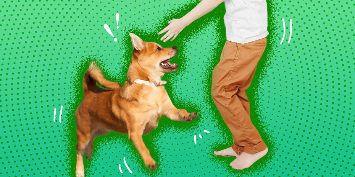 Best Dog Breeds For Kids: What To Look For According To An Expert ...