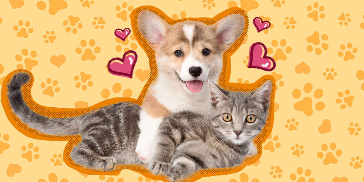 The Best Dog Breeds For Cats - DodoWell - The Dodo