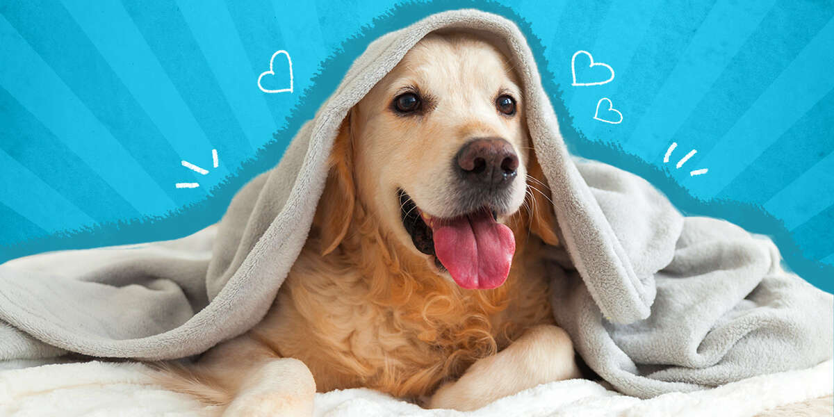 These Are The Calmest Dog Breeds - DodoWell - The Dodo