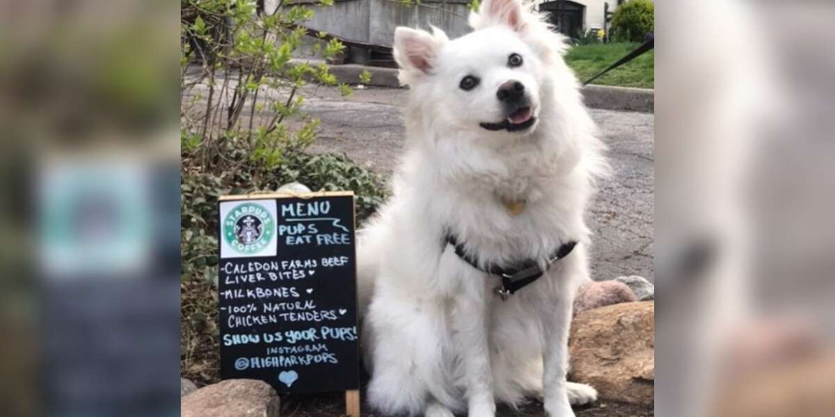 Woman Builds The Most Adorable Café For Her Neighborhood Dogs - The Dodo