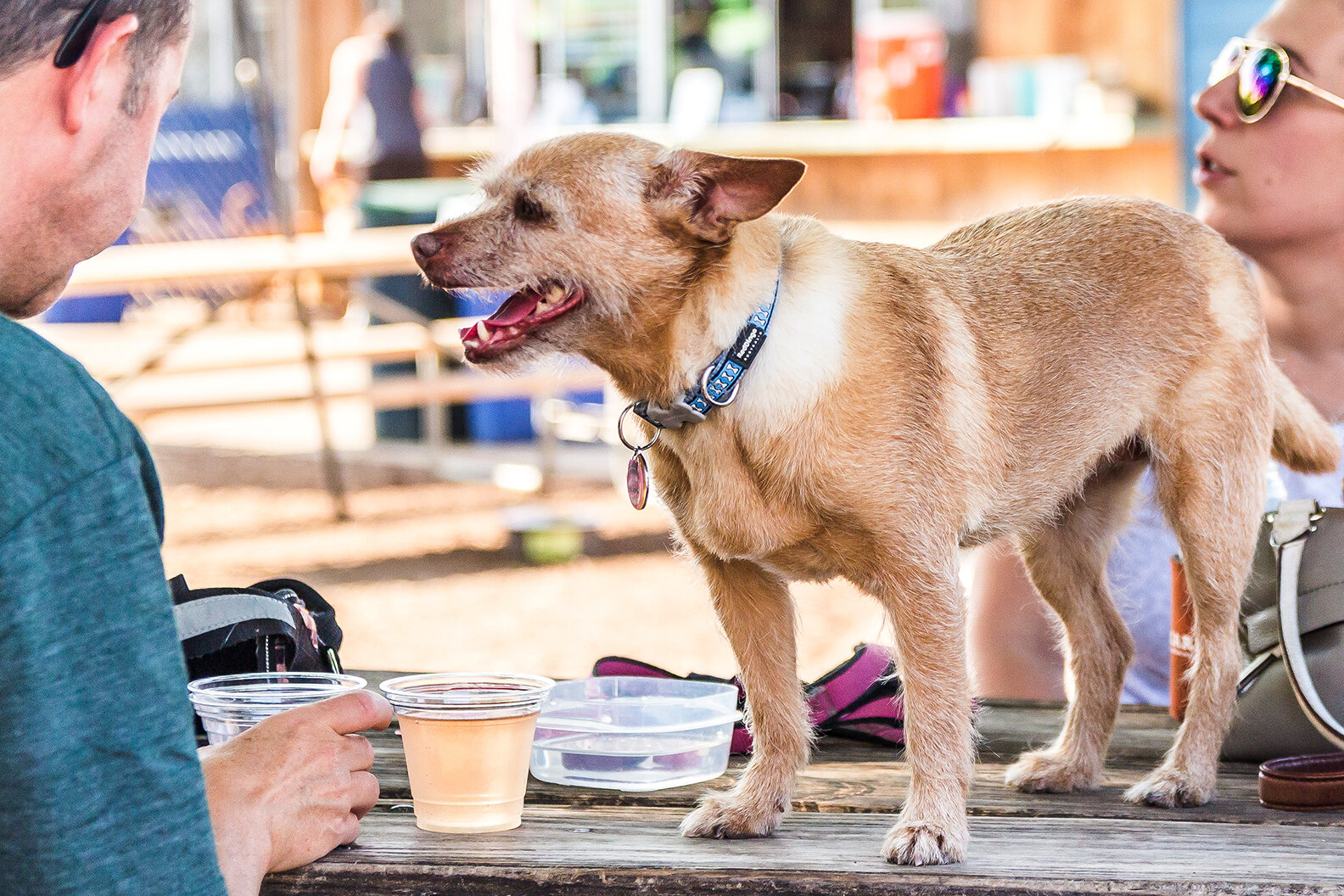 What Is There To Do In Austin With Dogs