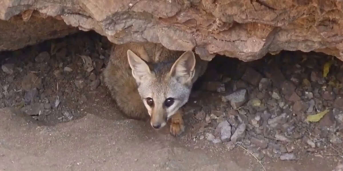 Fox Stuck In Well Gets Help From These Guys - Videos - The Dodo