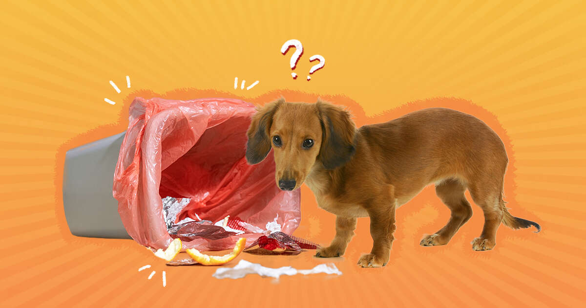 How To Keep Dogs Out Of Garbage Can