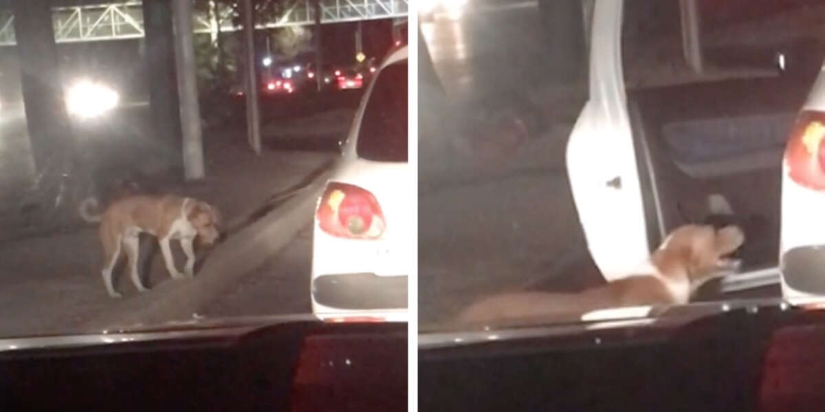 People See Car In Front Of Them Stop To Save A Scared Stray Dog - The Dodo