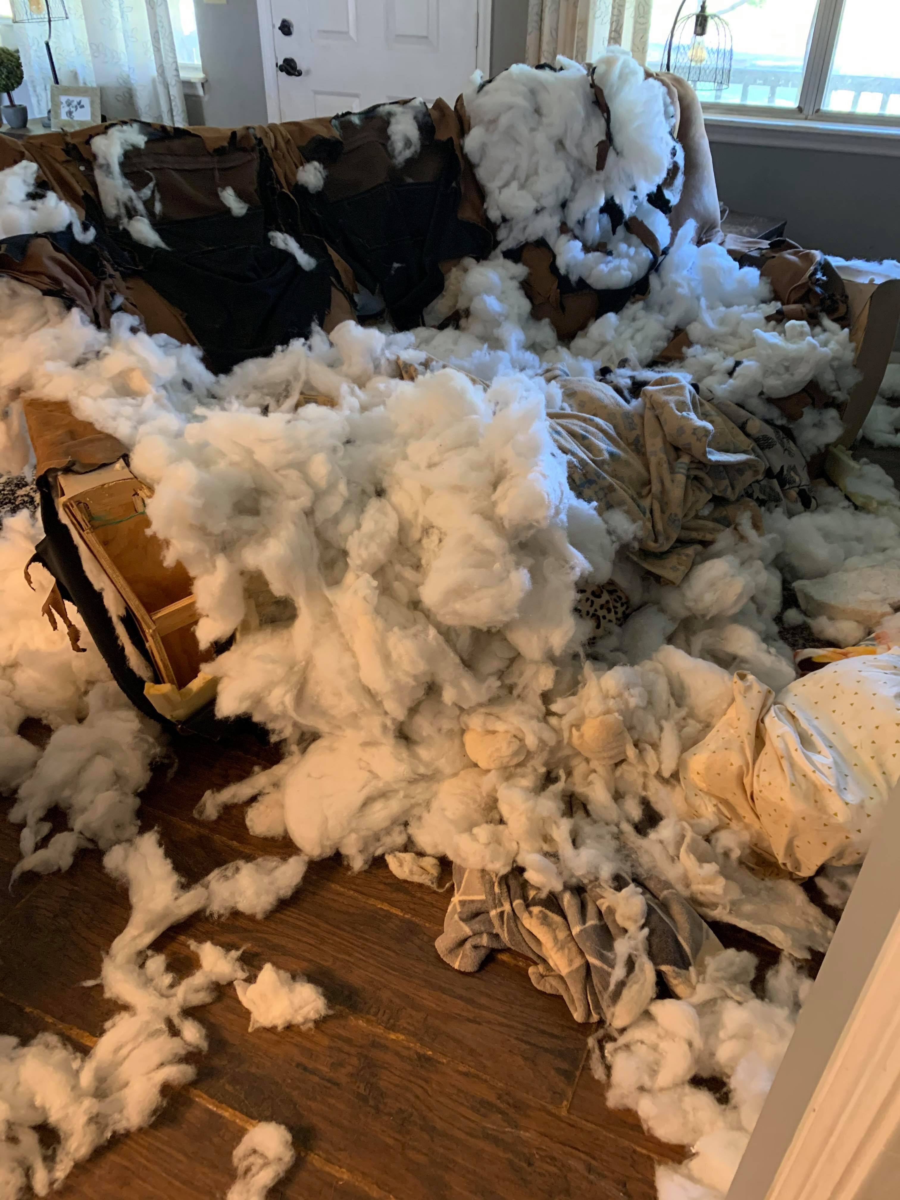 Woman Comes Home To Find Her Living Room Covered In Fluff - The Dodo