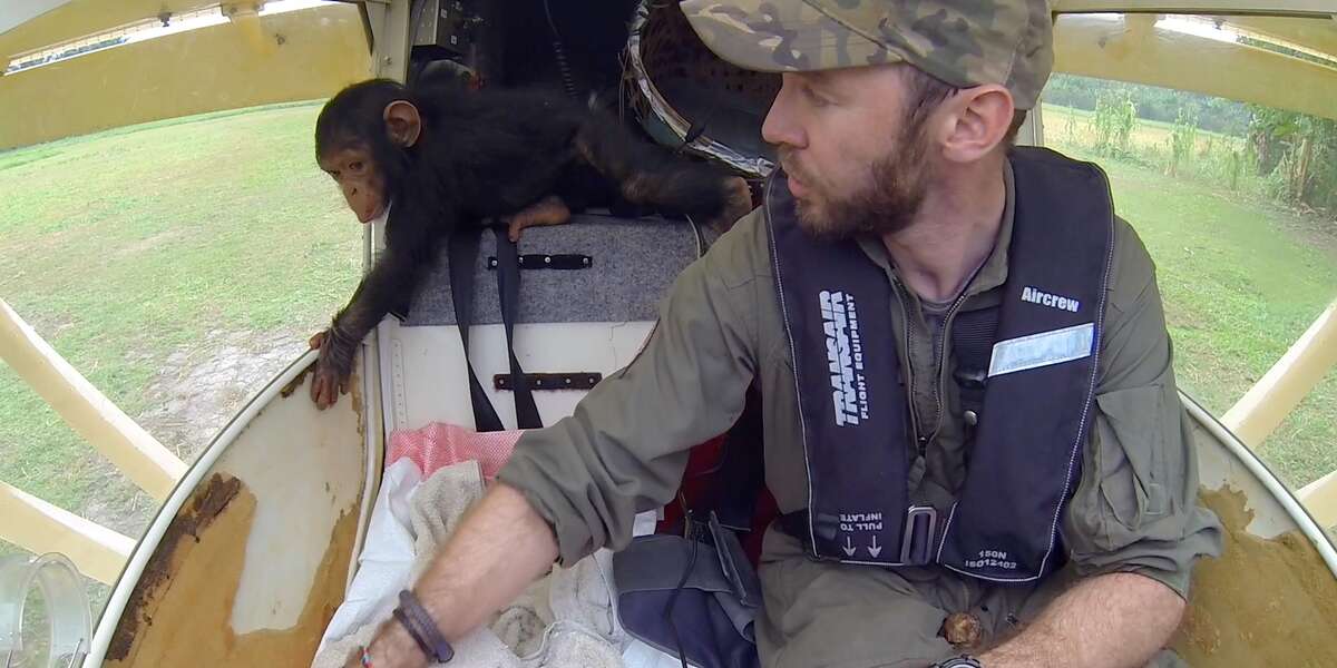 Baby Chimp Falls Asleep In Pilot's Lap While They Fly To Safety ...