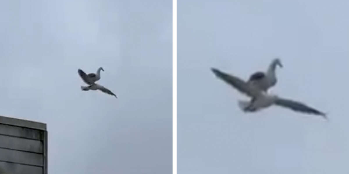 Video Shows Seagull Casually Sitting Atop Another Seagull In Flight ...