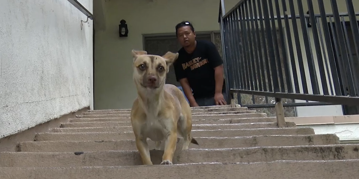 Stray Dog Who Was Afraid Men Learns To Trust Them - Videos - The Dodo