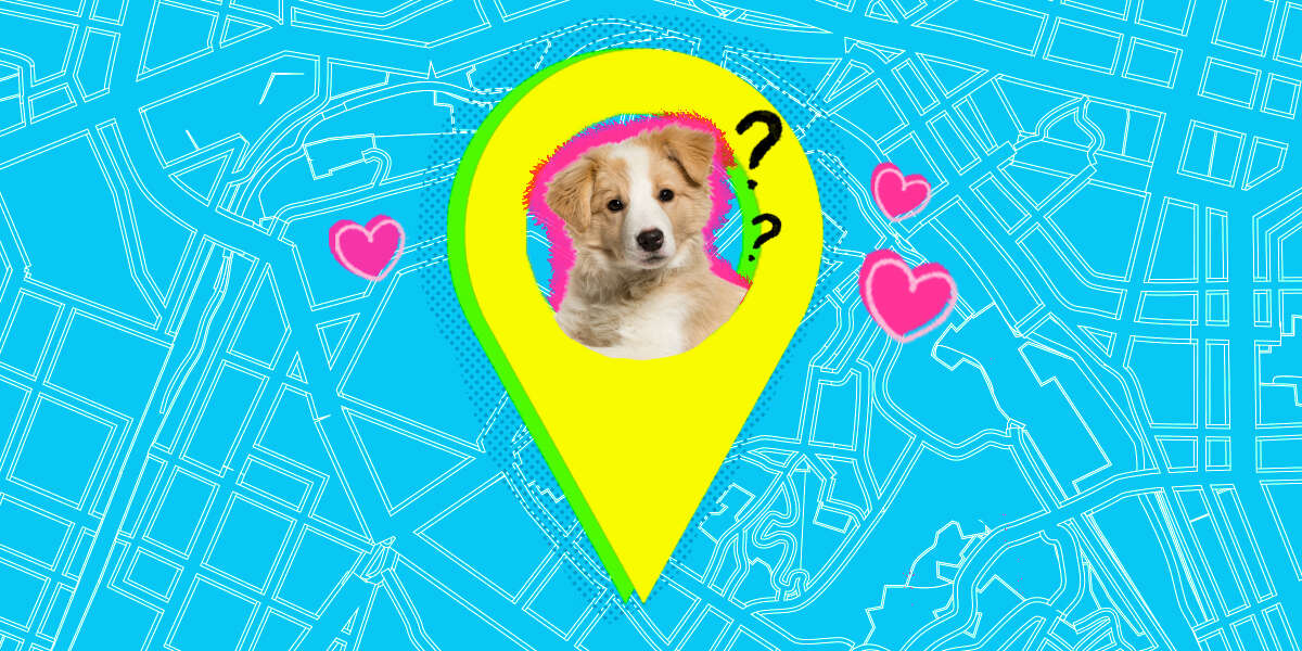7 Dog Trackers And GPS Collars To Keep Tabs On Your Pup - DodoWell ...