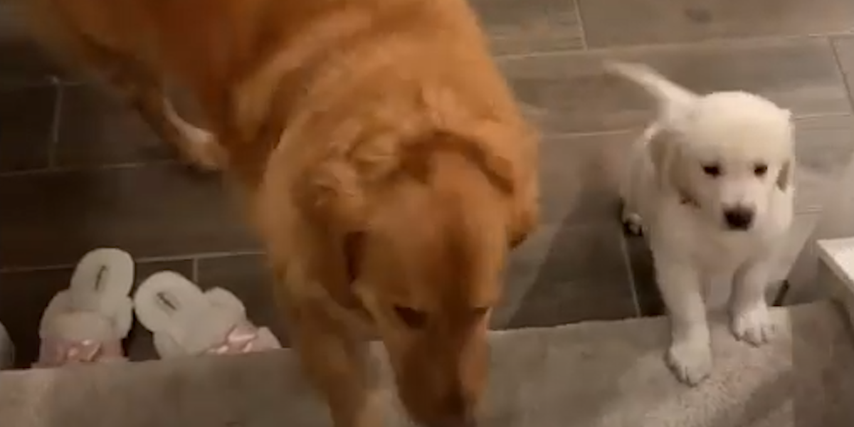 Golden Retriever Teaches His Puppy Brother How To Go Up The Stairs - Videos - The Dodo