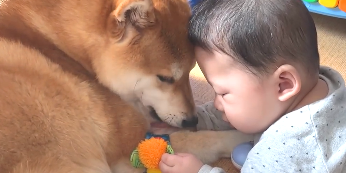 Dog Has Been Watching Over Her Brother’s Crib Since Day 1 - Videos ...