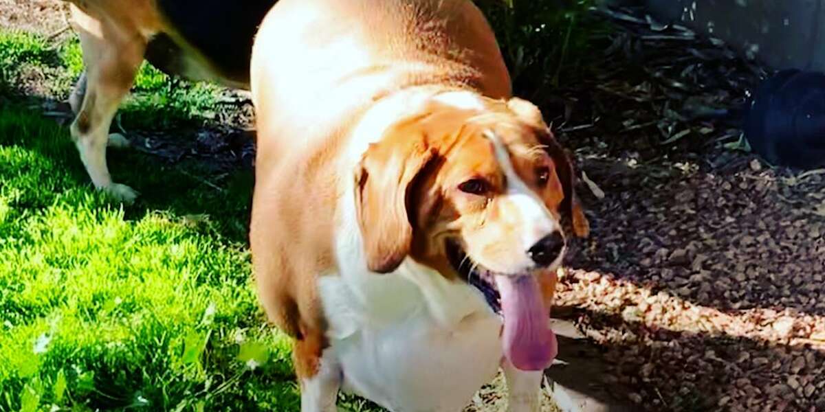 100-Pound Beagle Transforms Into A Slim Athlete - Videos - The Dodo