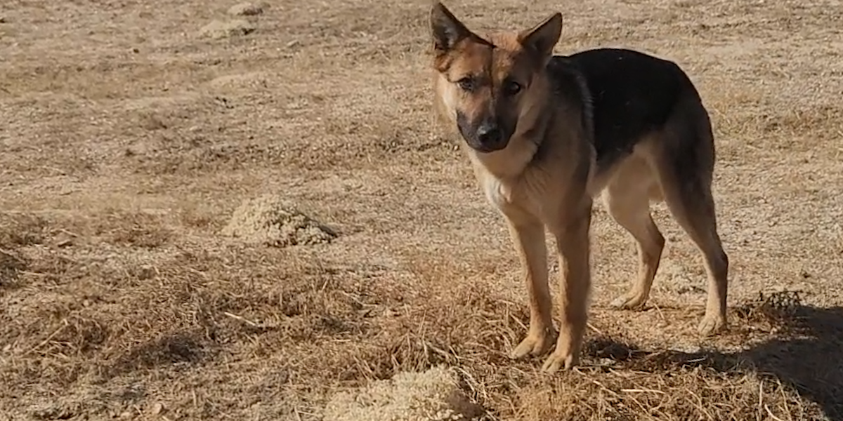 Woman Goes To Desert Every Day To Try To Rescue A German Shepherd ...