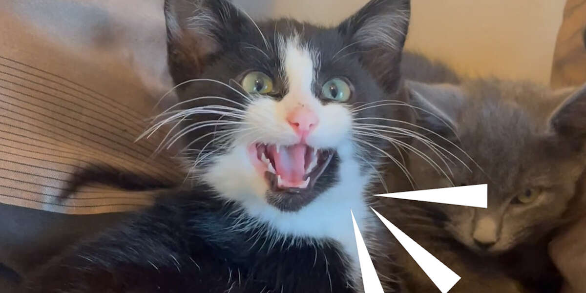 Hissing Cat Completely Transforms In Two Months - Videos - The Dodo