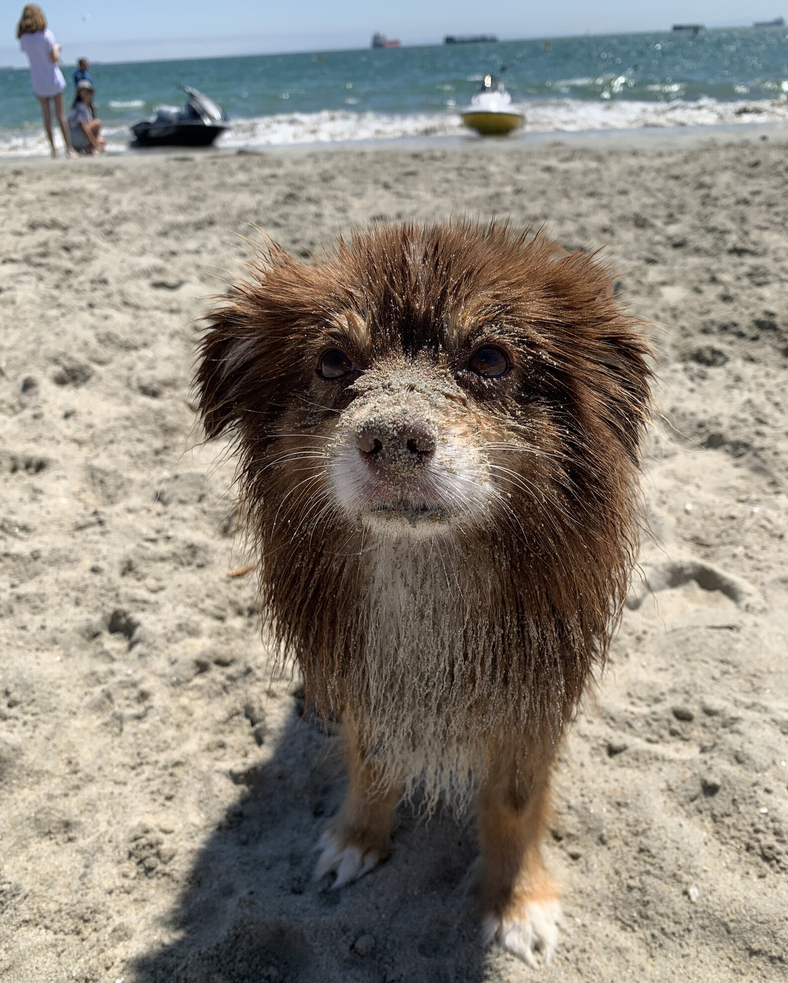 What To Do With Your Dog in Los Angeles - Thrillist