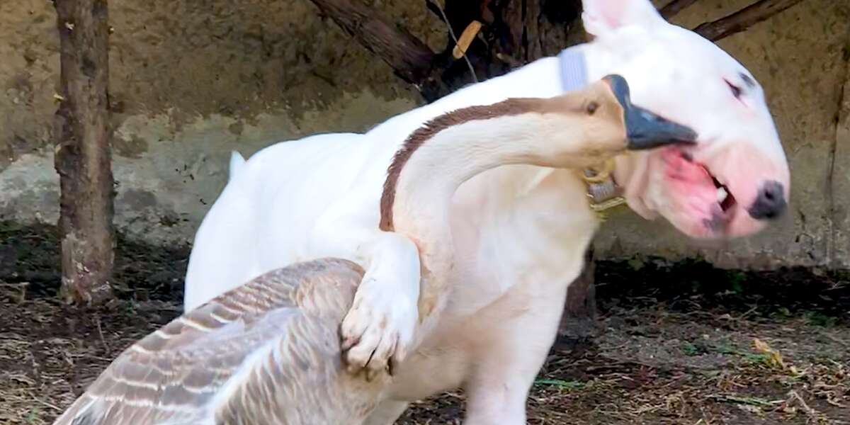 Goose Walks On Her Dog Brother's Head To Wake Him Up - Videos - The Dodo