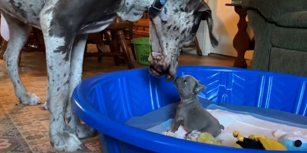1-Pound Puppy Bites 125-Pound Great Dane's Face Nonstop - Videos - The Dodo
