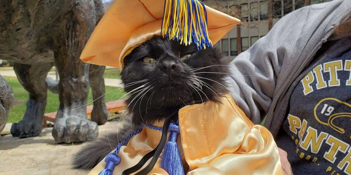 Cat Graduates With Degree In Emotional Support - The Dodo