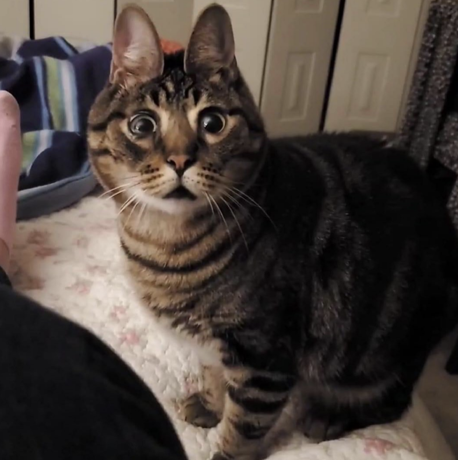 Special Needs Cat Looks Like A Bunny - The Dodo