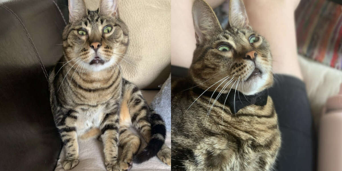 Special Needs Cat Looks Like A Bunny - The Dodo