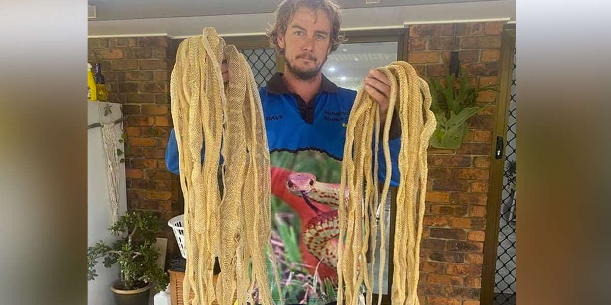 Family Comes To Learn That They've Been Sharing Their Home With Snakes ...