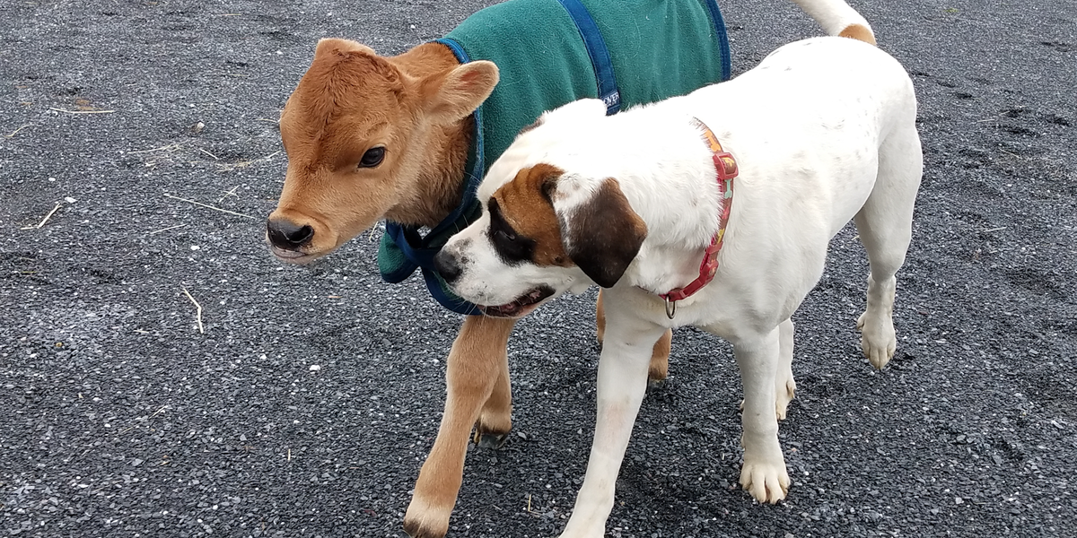 Rescued Baby Cow Starts Wrestling With A Dog Just His Size - Videos ...