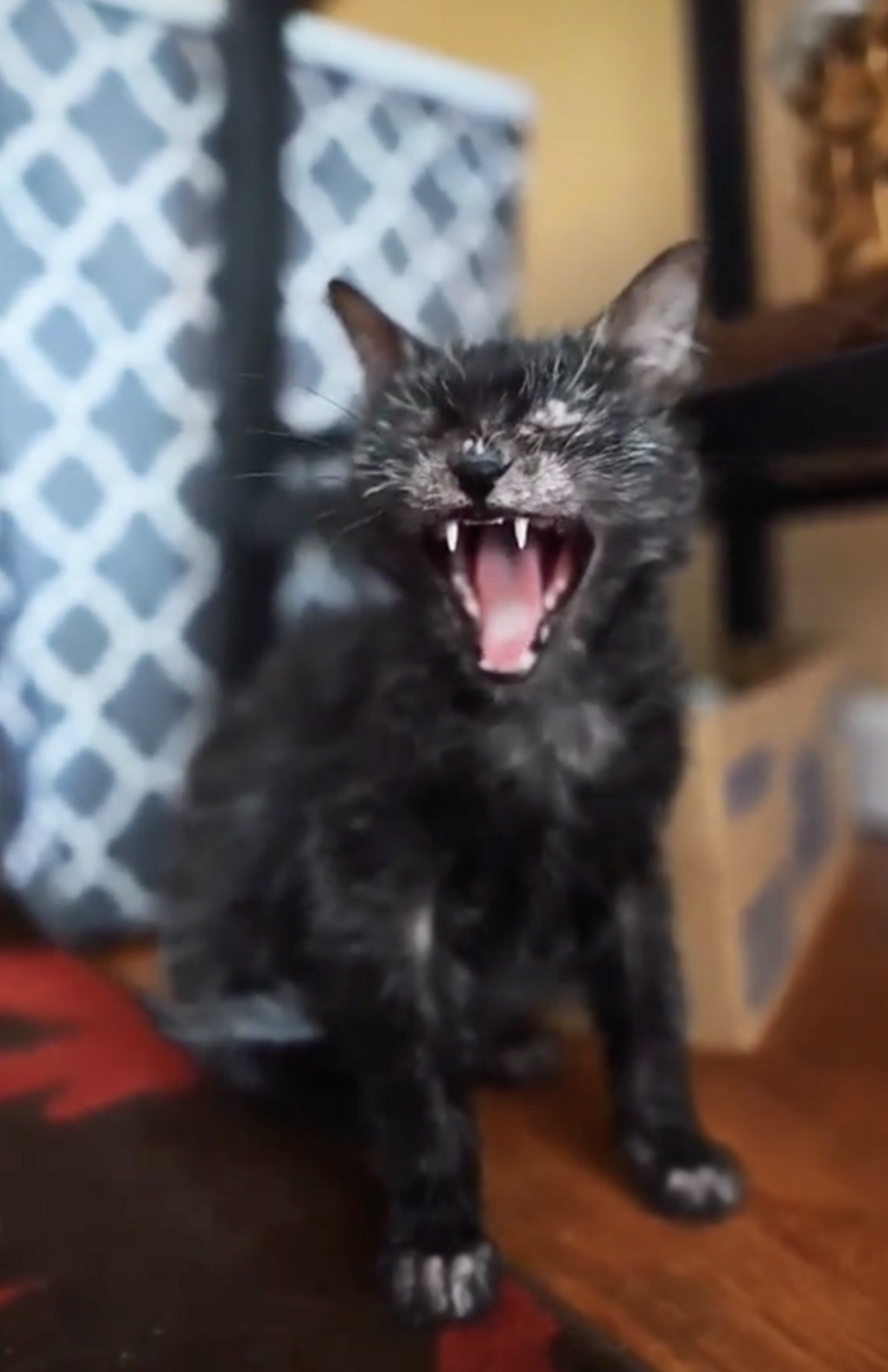 'Werewolf' Kitten Looks Nothing Like The Rest Of Her Family - The Dodo