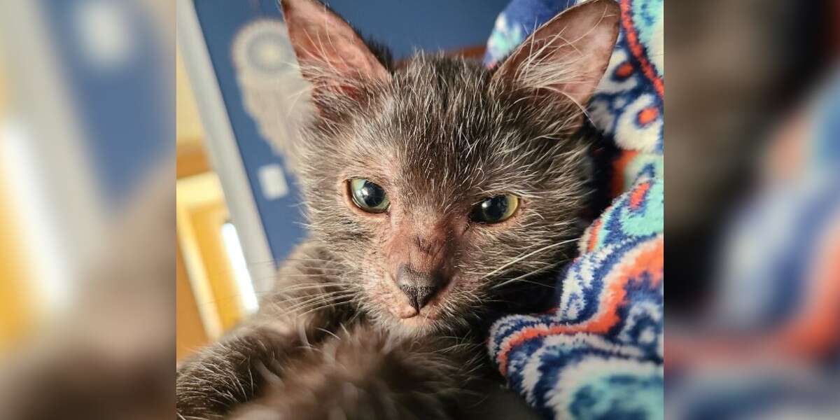 'Werewolf' Kitten Looks Nothing Like The Rest Of Her Family - The Dodo