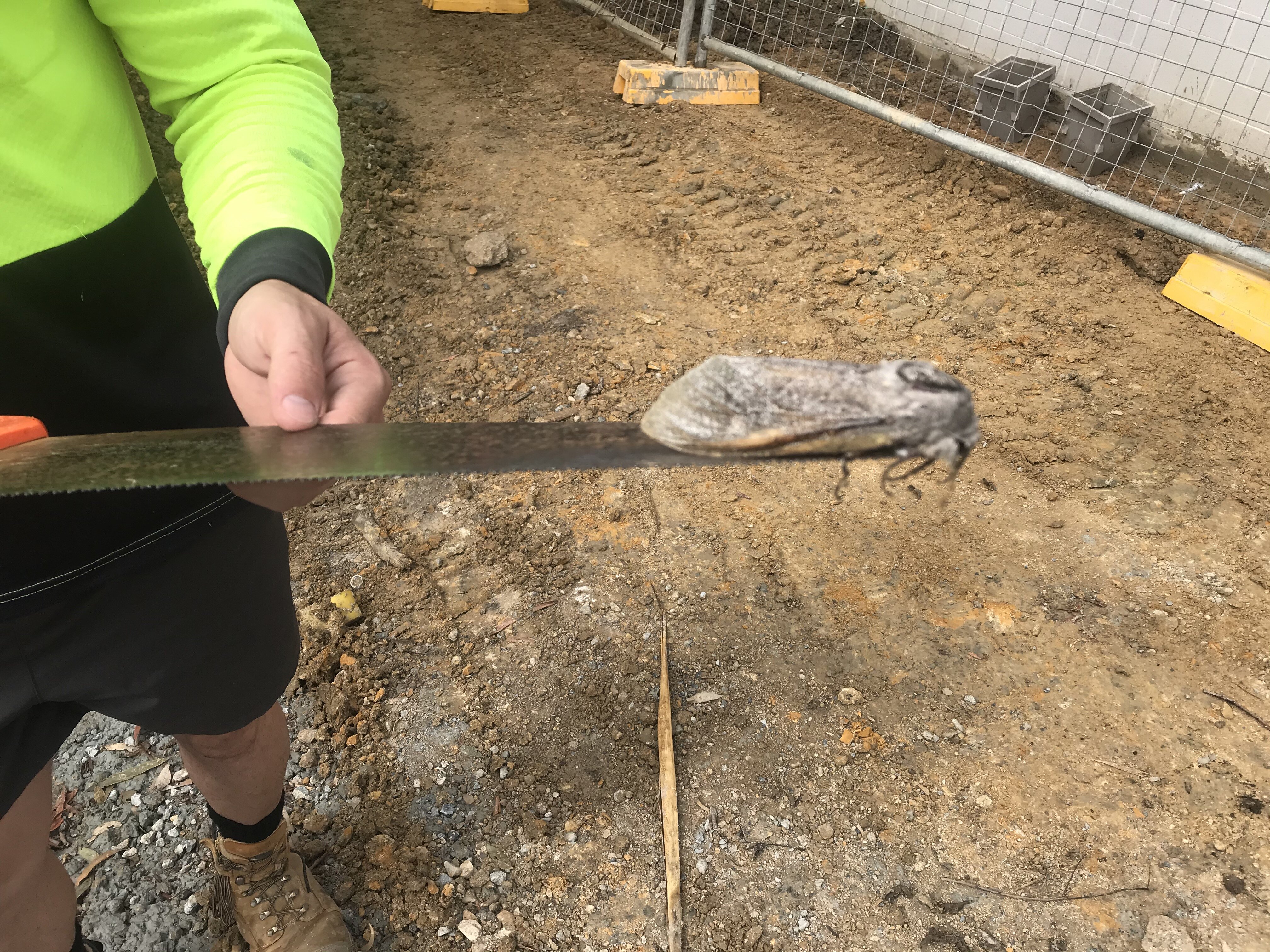 Construction Workers Find A Rat-Sized Moth Hanging Out At A School ...