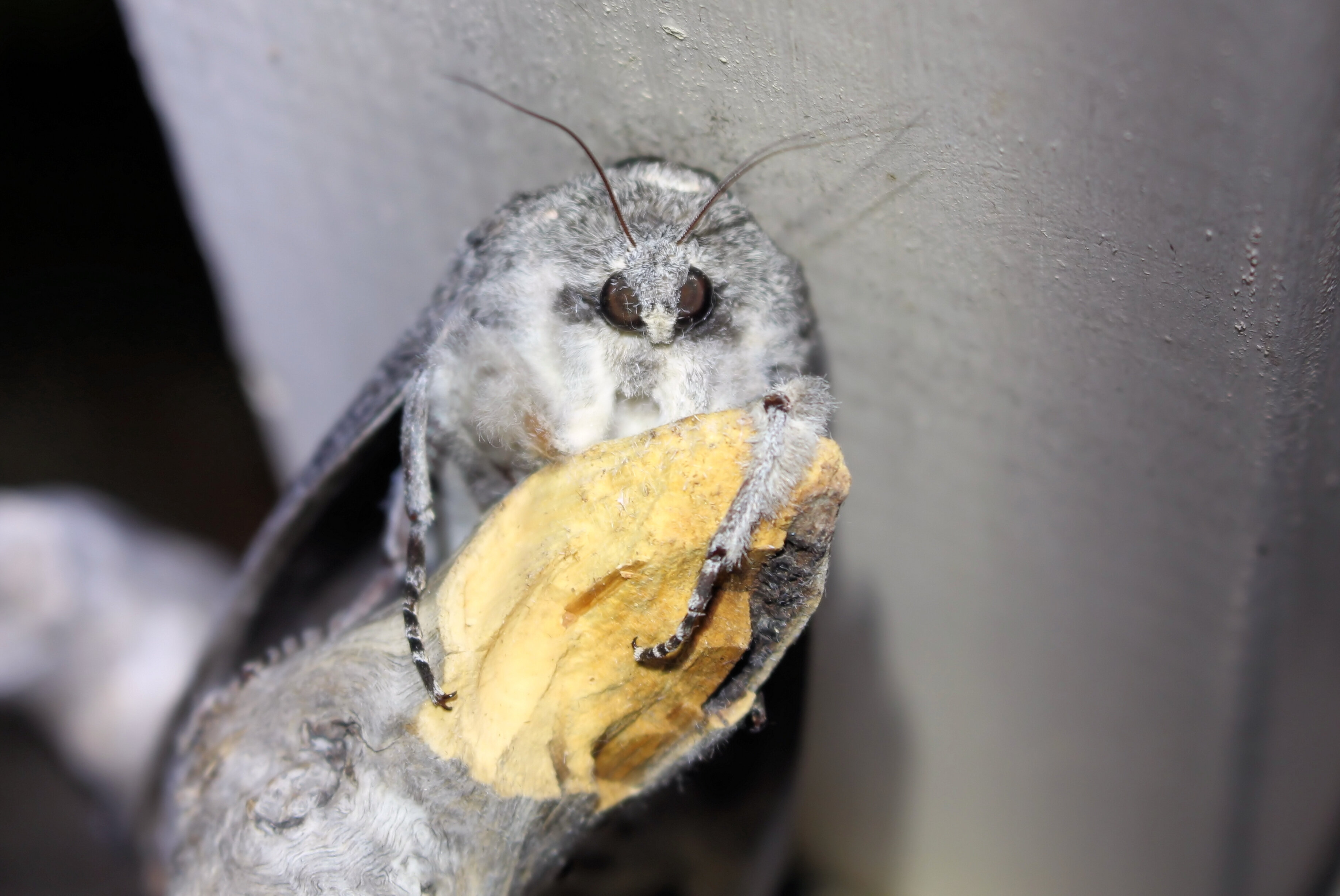 Construction Workers Find A Rat-Sized Moth Hanging Out At A School ...