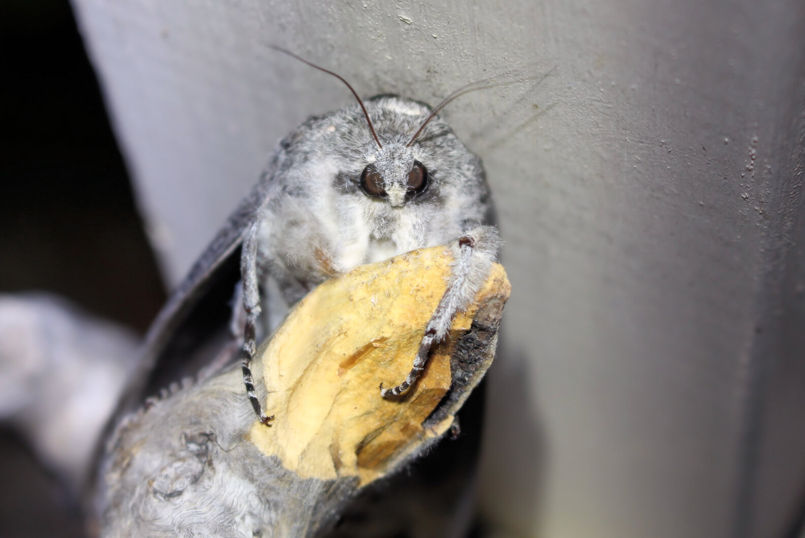 Construction Workers Find A Rat-Sized Moth Hanging Out At A School ...