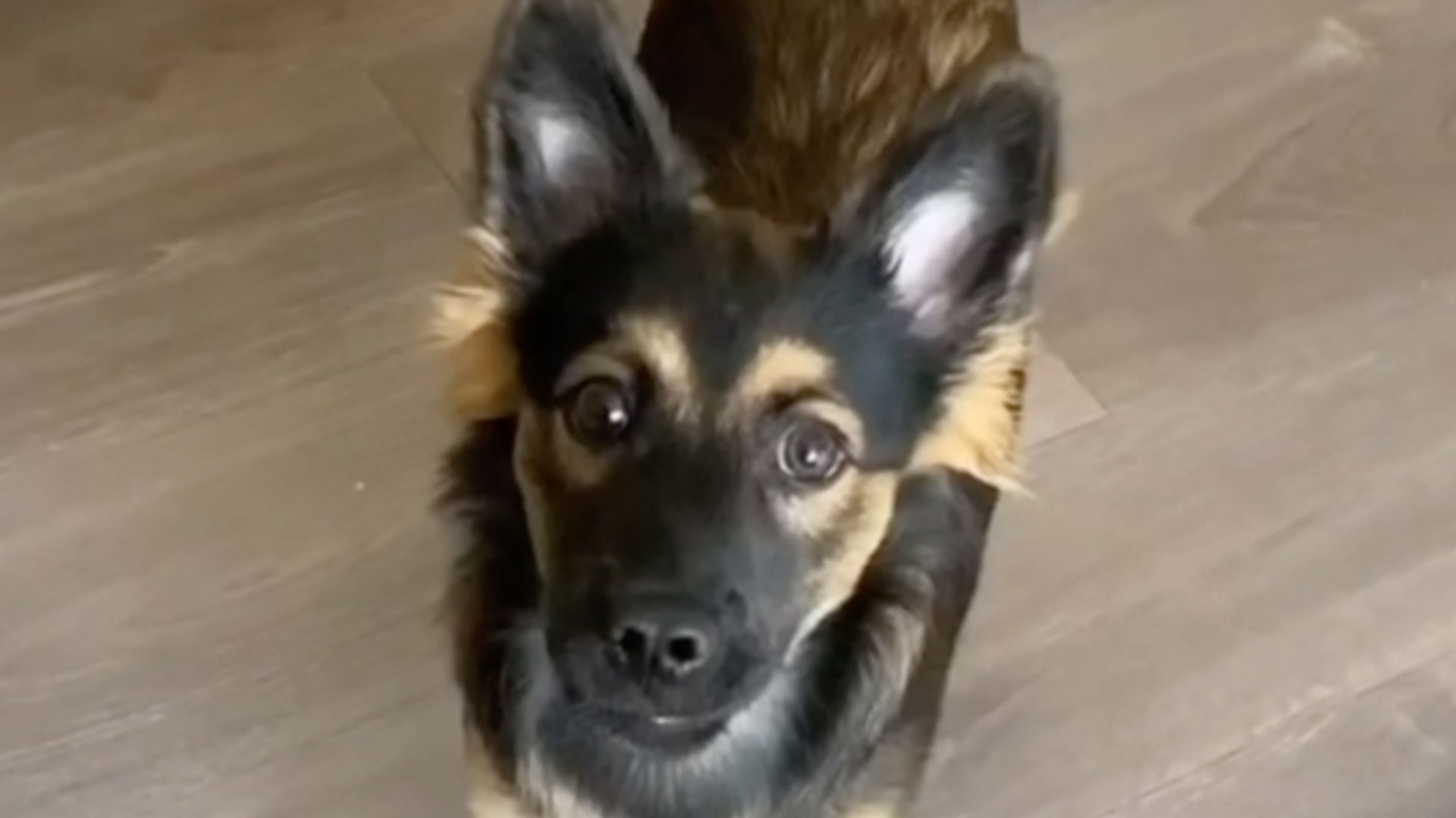 What Happened To Dejis Dog