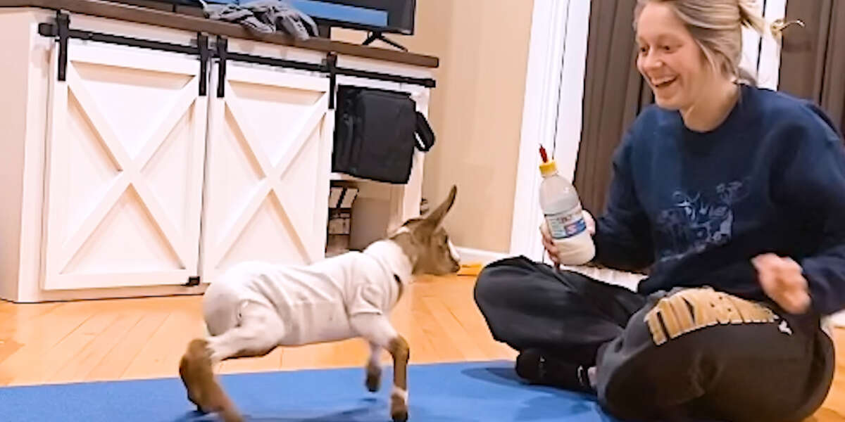Baby Goat Who Couldn’t Stand Runs For The First Time - Videos - The Dodo